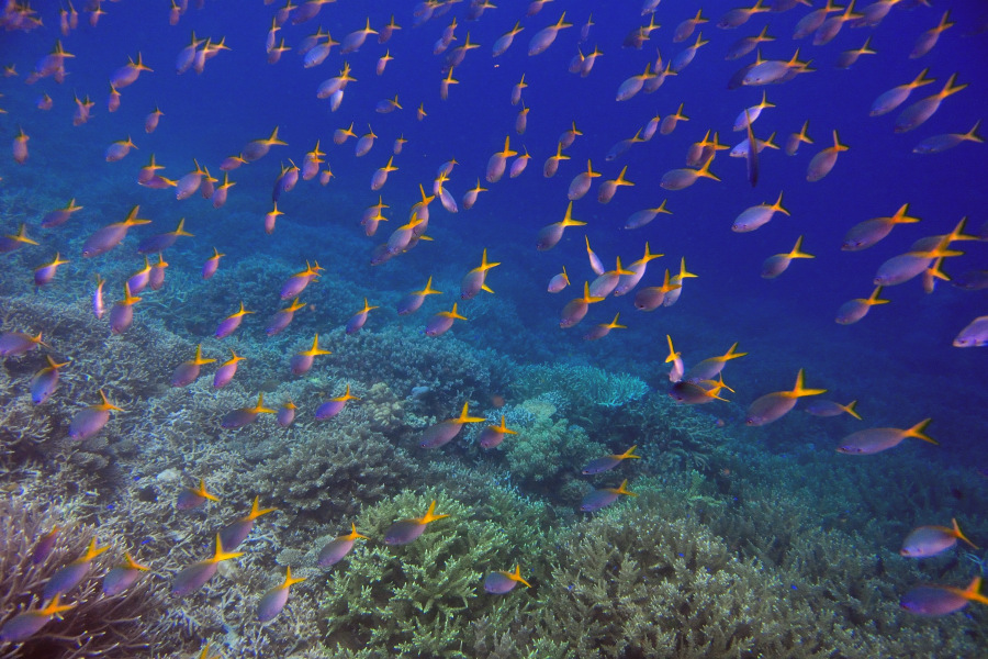 Two Seas Meet but Don't Mix - Understanding 'AbdAllah • Nur Muhammad ...